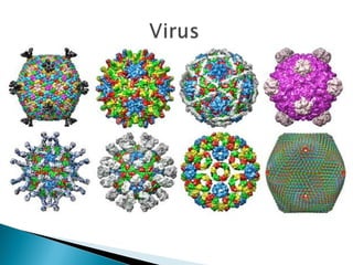 viruses , their structure, parts, shapes and cultivation | PPT