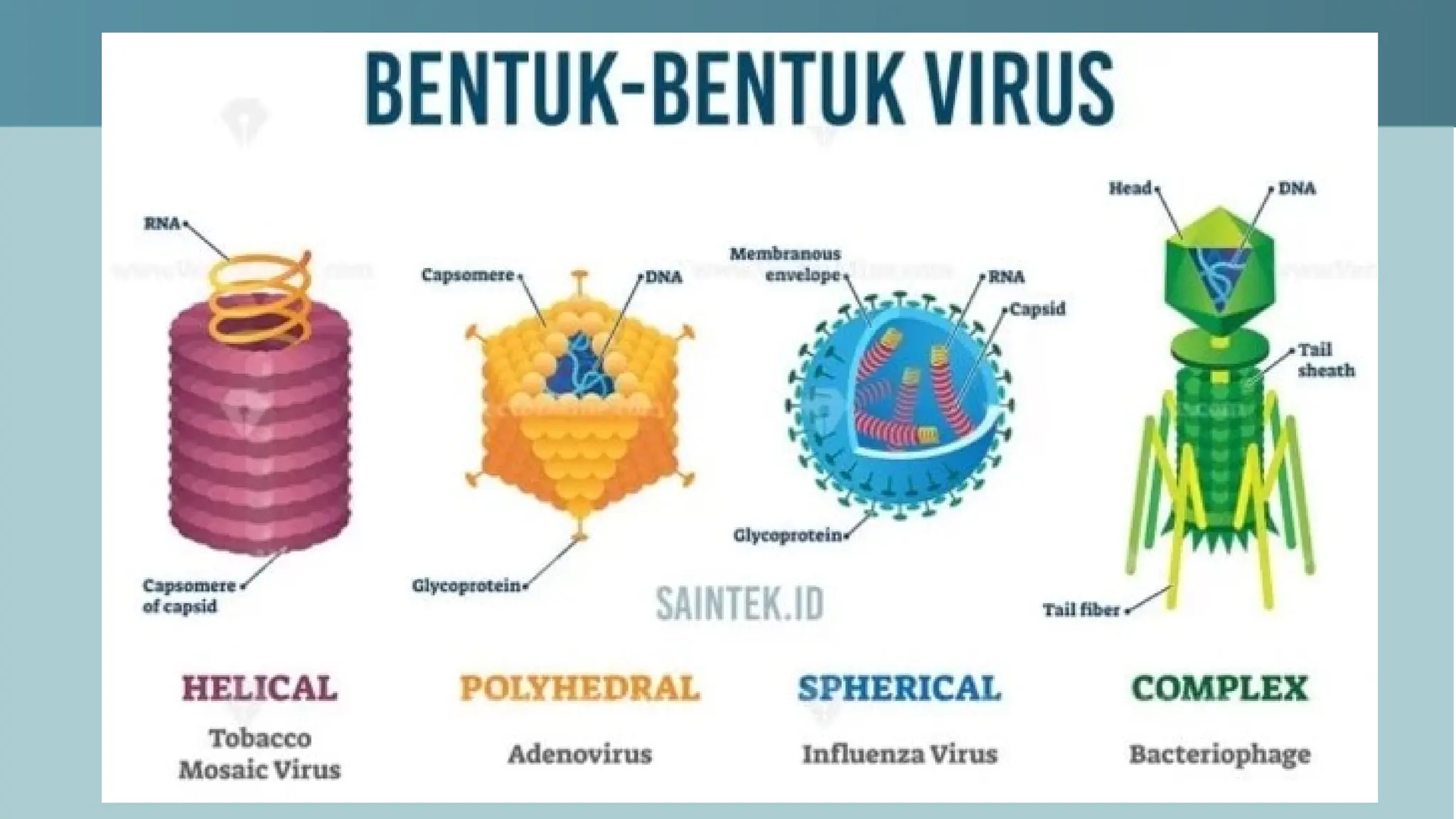 Materi Kelas XI biologi tentang VIRUS.ppt