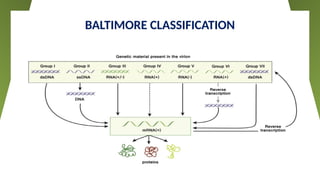 HUMAN VIRUS: FUNDAMENTAL CONCEPT, STRUCTURE, LIFE CYCLE, BALTIMORE ...