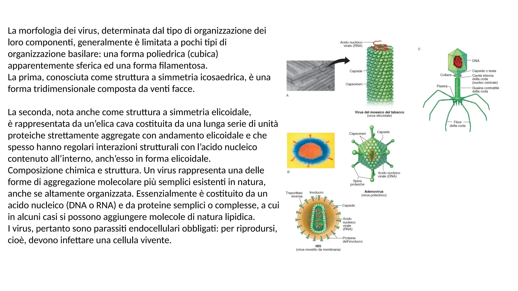 Virusa DNA e RNA : caratteristiche fondamentali | PPTX