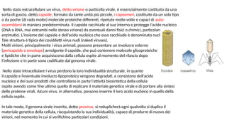 Virusa DNA e RNA : caratteristiche fondamentali | PPTX