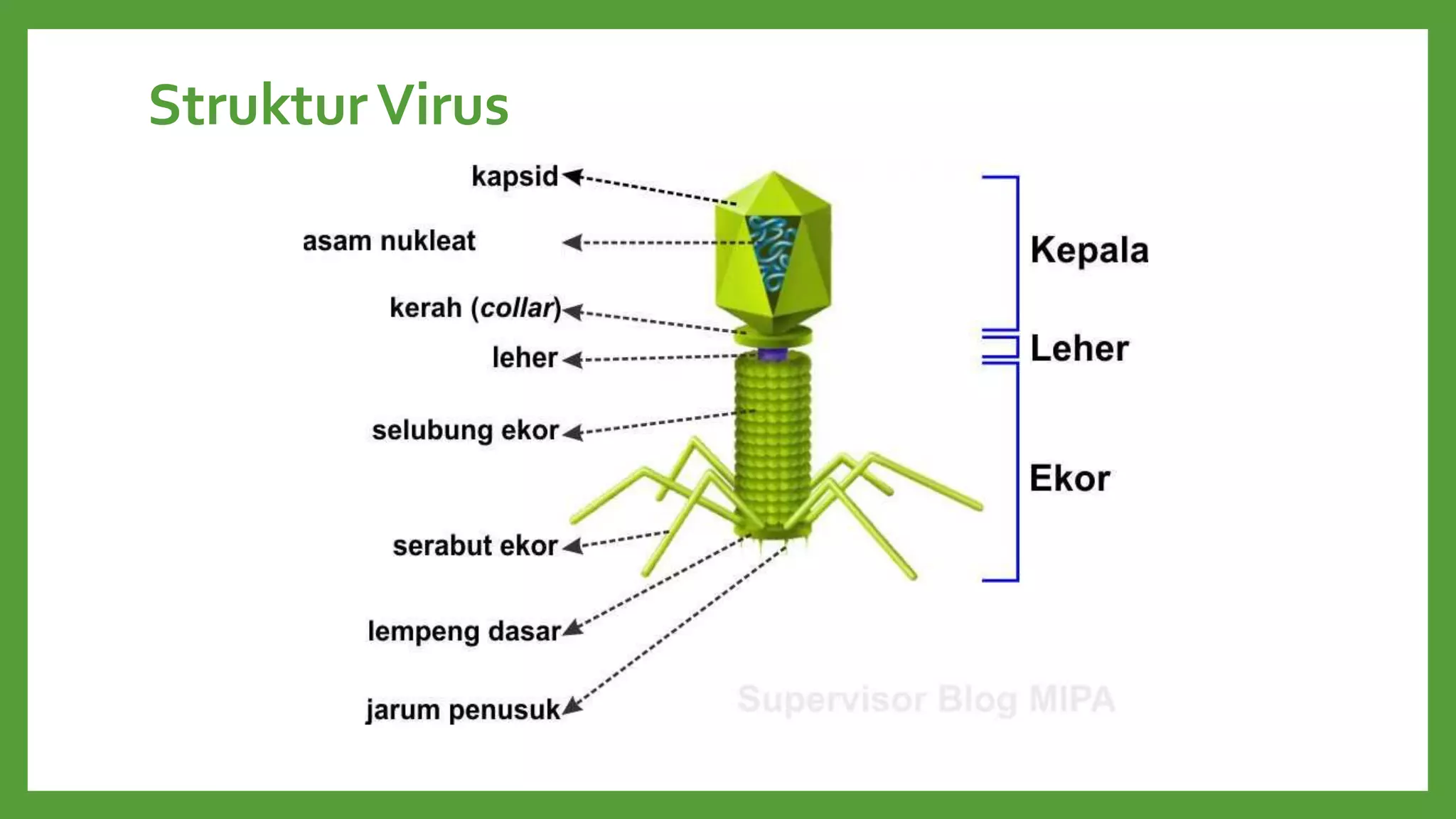 Virus-Biologi-Kelas X SMA/MA | PDF