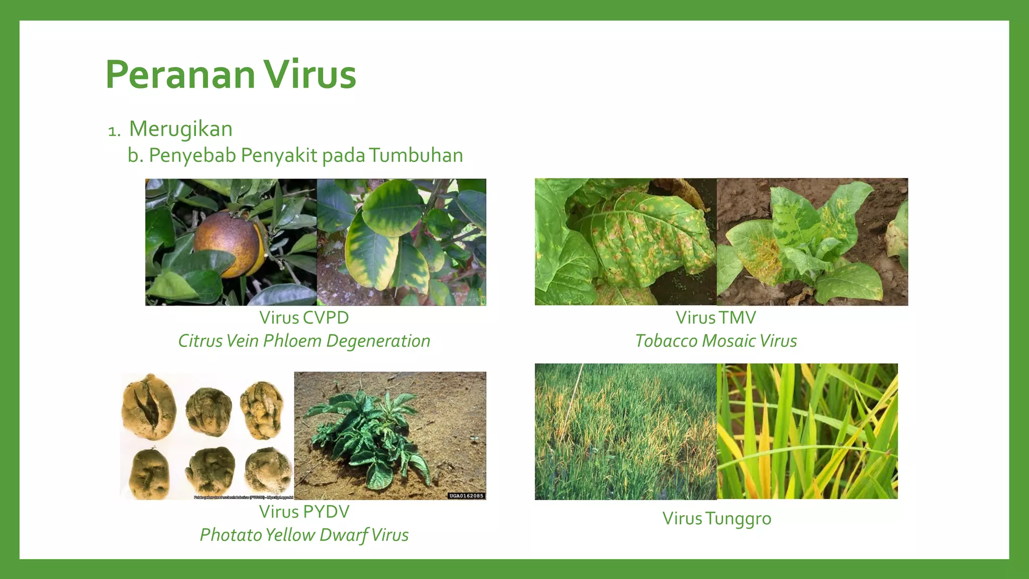 Virus-Biologi-Kelas X SMA/MA | PDF