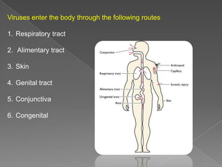 Virus host interactions | PPT