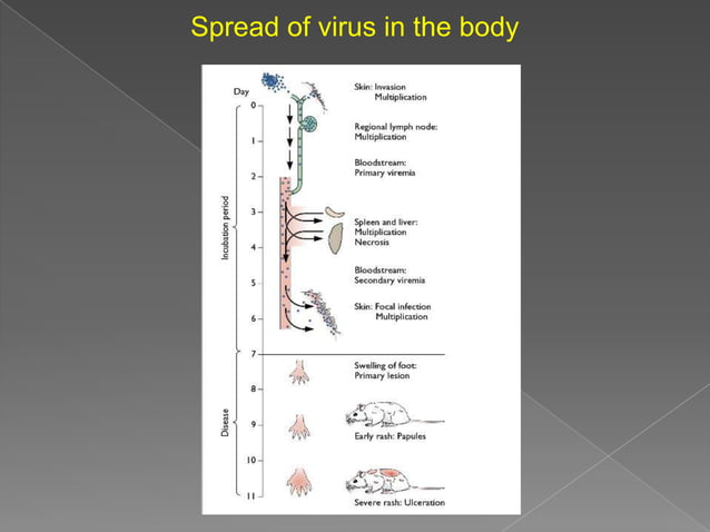 Virus host interactions | PPT