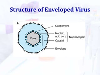 Virus - Structure and Classification | PPTX
