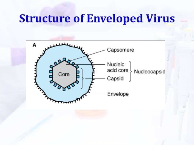 Virus - Structure and Classification | PPTX | Biological Sciences | Science
