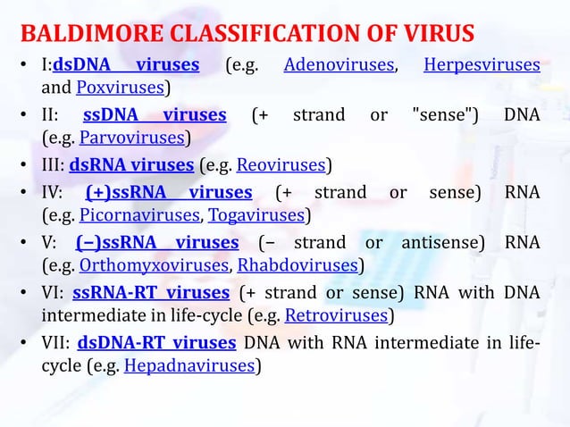 Virus - Structure and Classification | PPTX | Biological Sciences | Science
