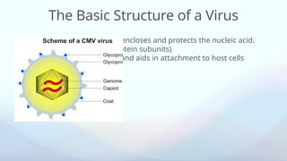 Virus - Structure,classification and Cultivation.pptx