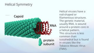 Virus - Structure,classification and Cultivation.pptx