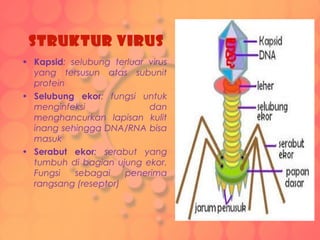Virus (ciri, struktur dan klasifikasinya) | PPT