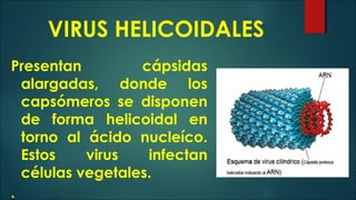 VIRUS, VIROIDES, BACTERIAS Y HONGOS. Lic Javier Cucaita | PPT