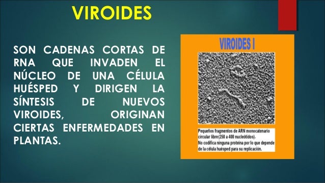 Ejemplos De Viroides