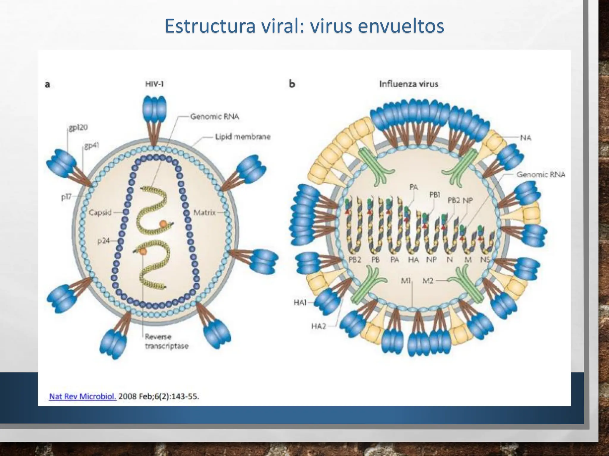 Generalidades de los virus, historia, replicación y ciclo infectivo | PDF
