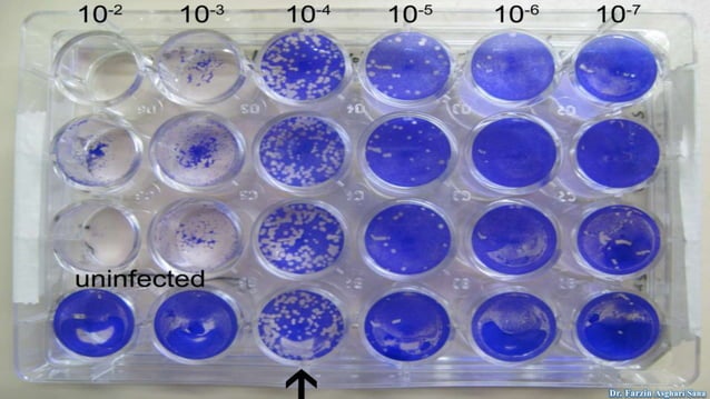 Virus culture and cytopathic effect | PPTX | Biological Sciences | Science