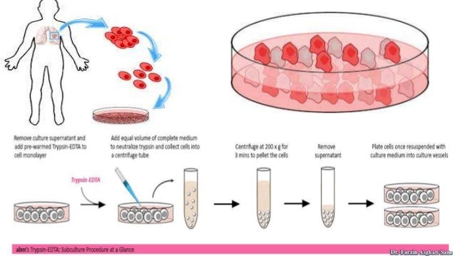 Virus culture and cytopathic effect