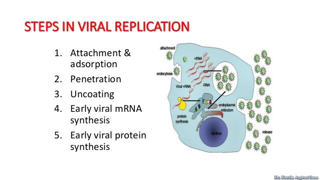 Viral replication