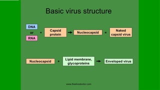 virus 9-10 lectures origin for student.pptx