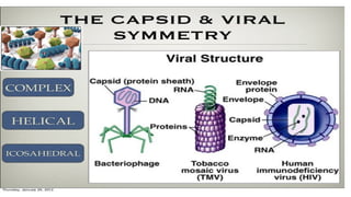 virus 9-10 lectures origin for student.pptx