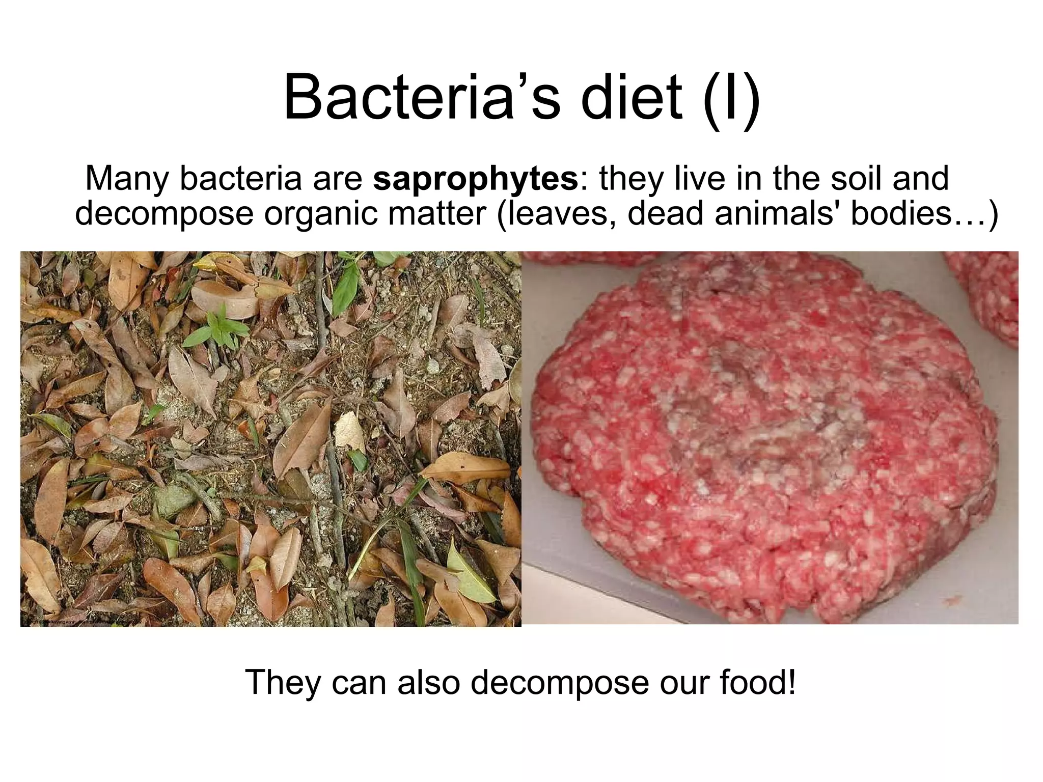 Bacteria | PPT
