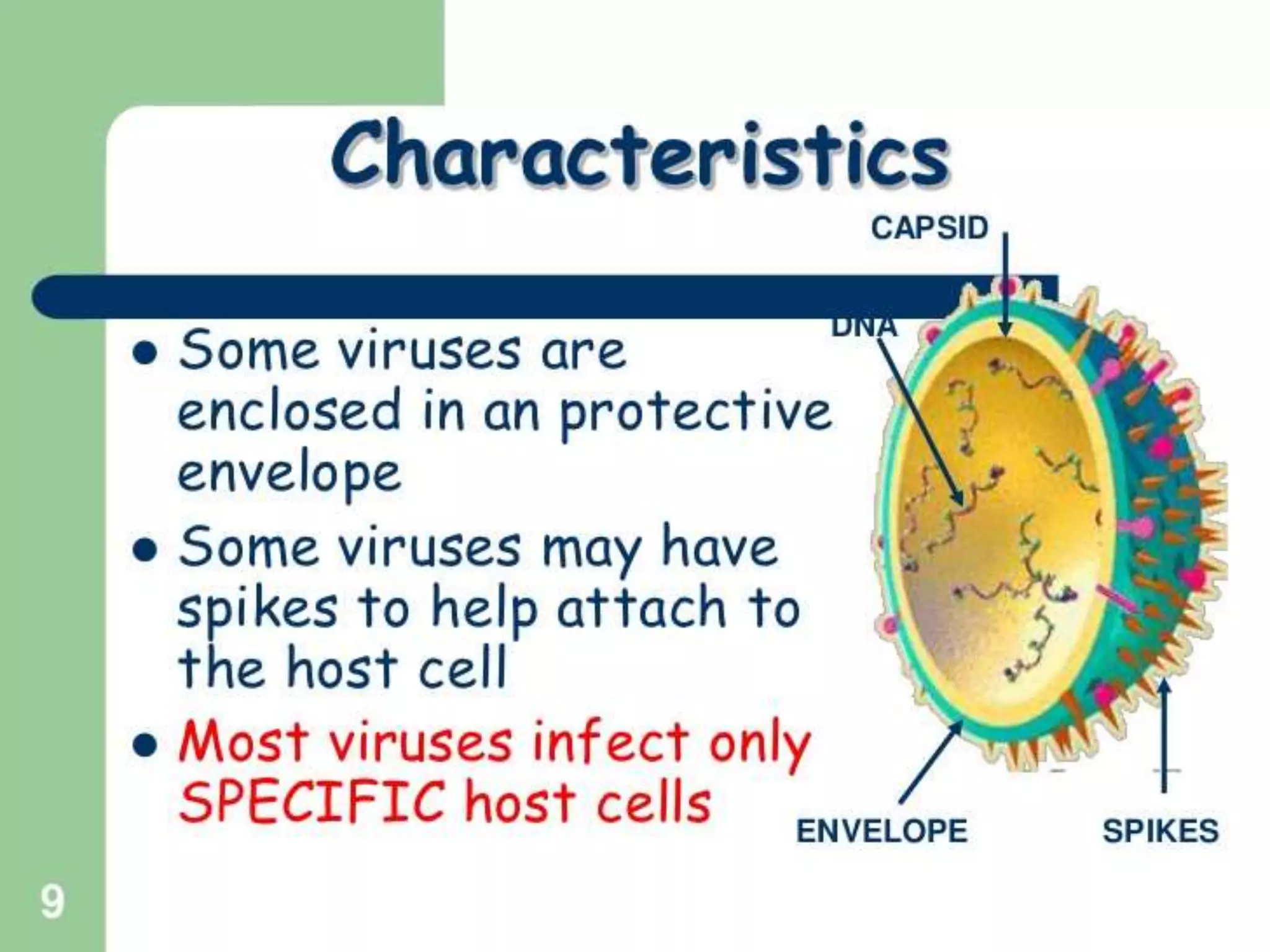 Virus and its classification | PPT