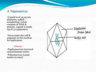 Virus and its classification | PPT