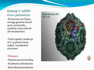 Virus and its classification | PPT