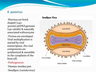 Virus and its classification