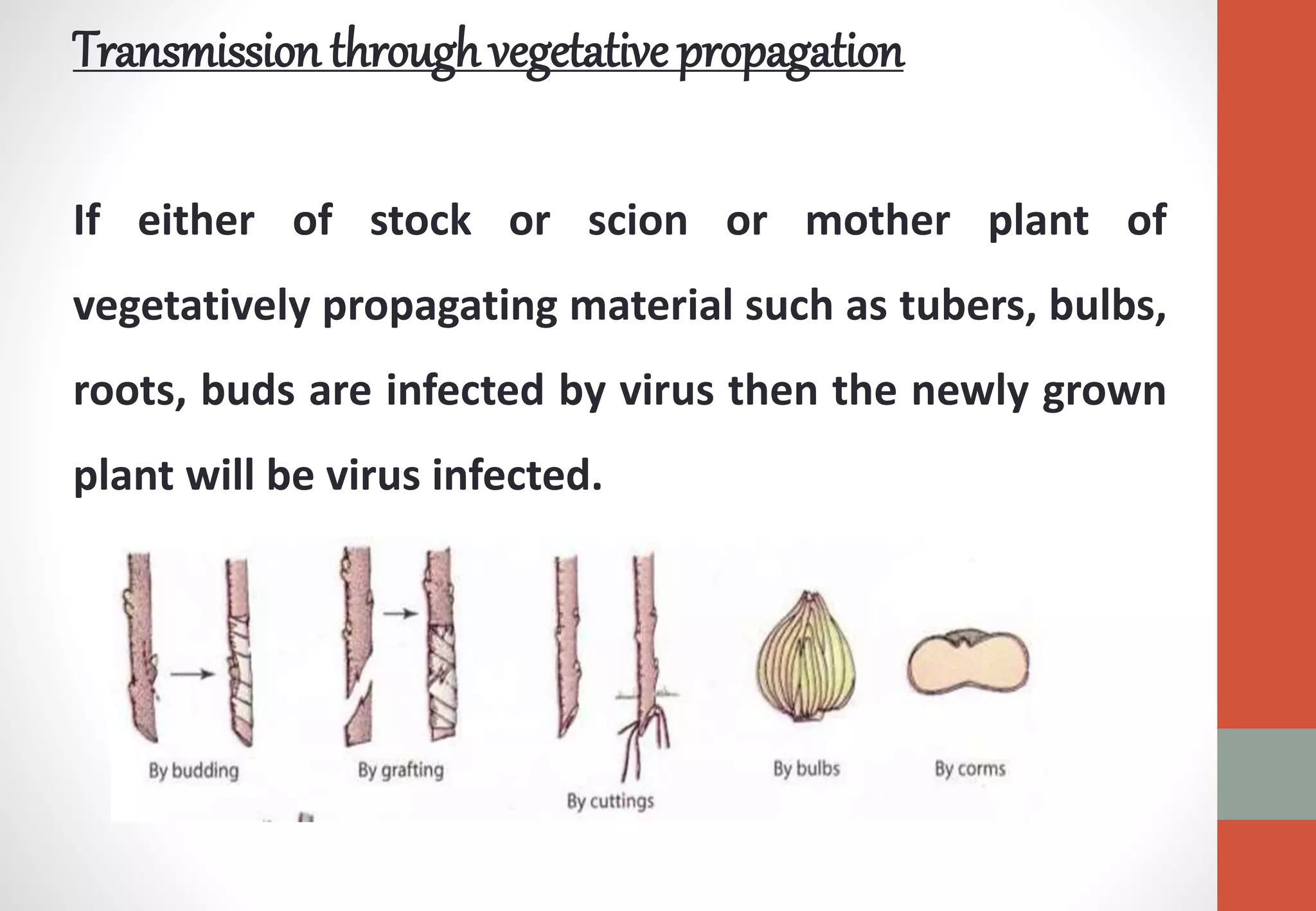 Virus and viral diseases in plants | PPTX