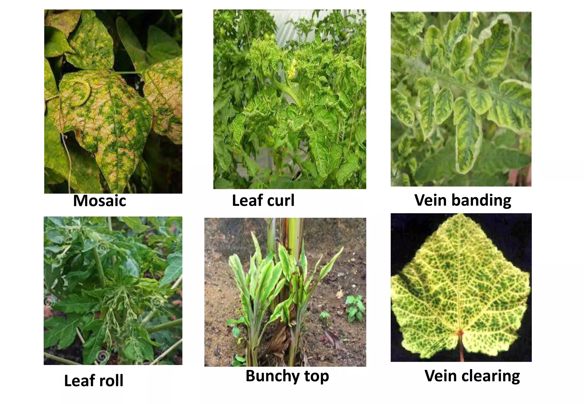 Virus and viral diseases in plants | PPTX