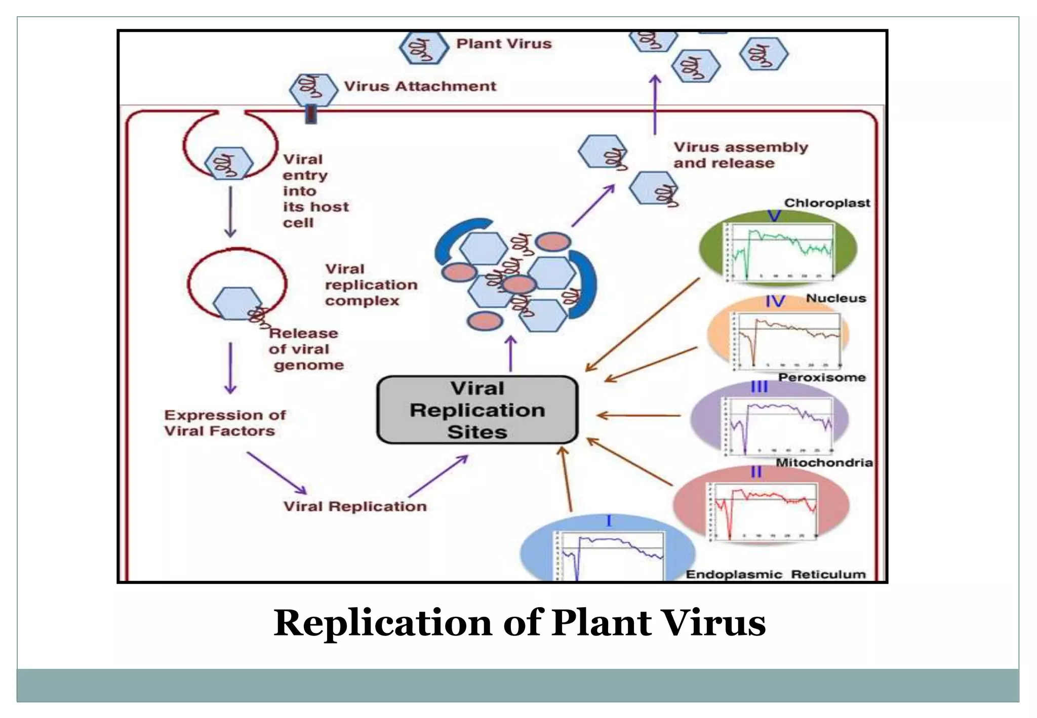 Virus and viral diseases in plants | PPTX