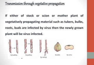 Virus and viral diseases in plants | PPTX