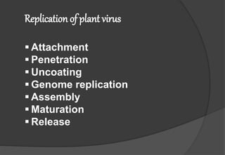 Virus and viral diseases in plants | PPTX
