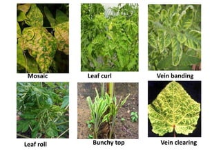 Virus and viral diseases in plants | PPTX