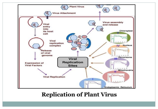 Virus and viral diseases in plants | PPTX | Infectious Diseases ...