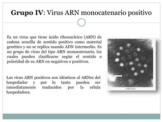 Virus ARN | PPTX
