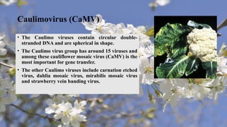 Plant viruses as vector for gene transfer | PPTX