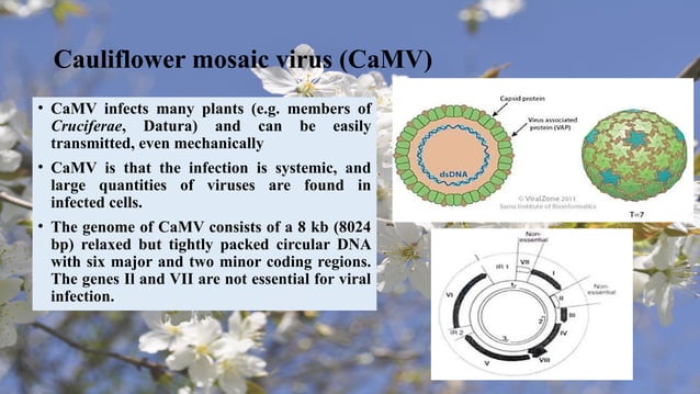 Plant viruses as vector for gene transfer | PPTX | Genetics | Science