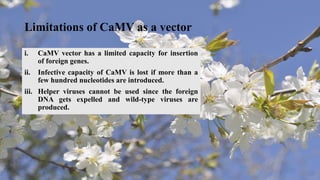 Plant viruses as vector for gene transfer | PPTX