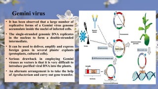 Plant viruses as vector for gene transfer | PPTX