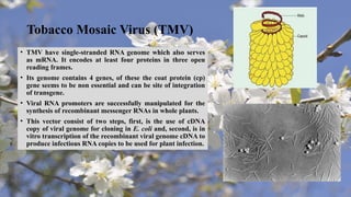 Plant viruses as vector for gene transfer | PPTX