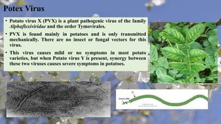 Plant viruses as vector for gene transfer | PPTX