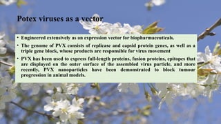 Plant viruses as vector for gene transfer | PPTX