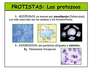 Virus bacterias hongos y protistas. | PPT