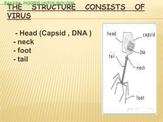 Virus ( bhsa inggris biologi ),, nor azizah | PPTX