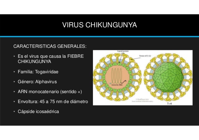 Virus Chikungunya.