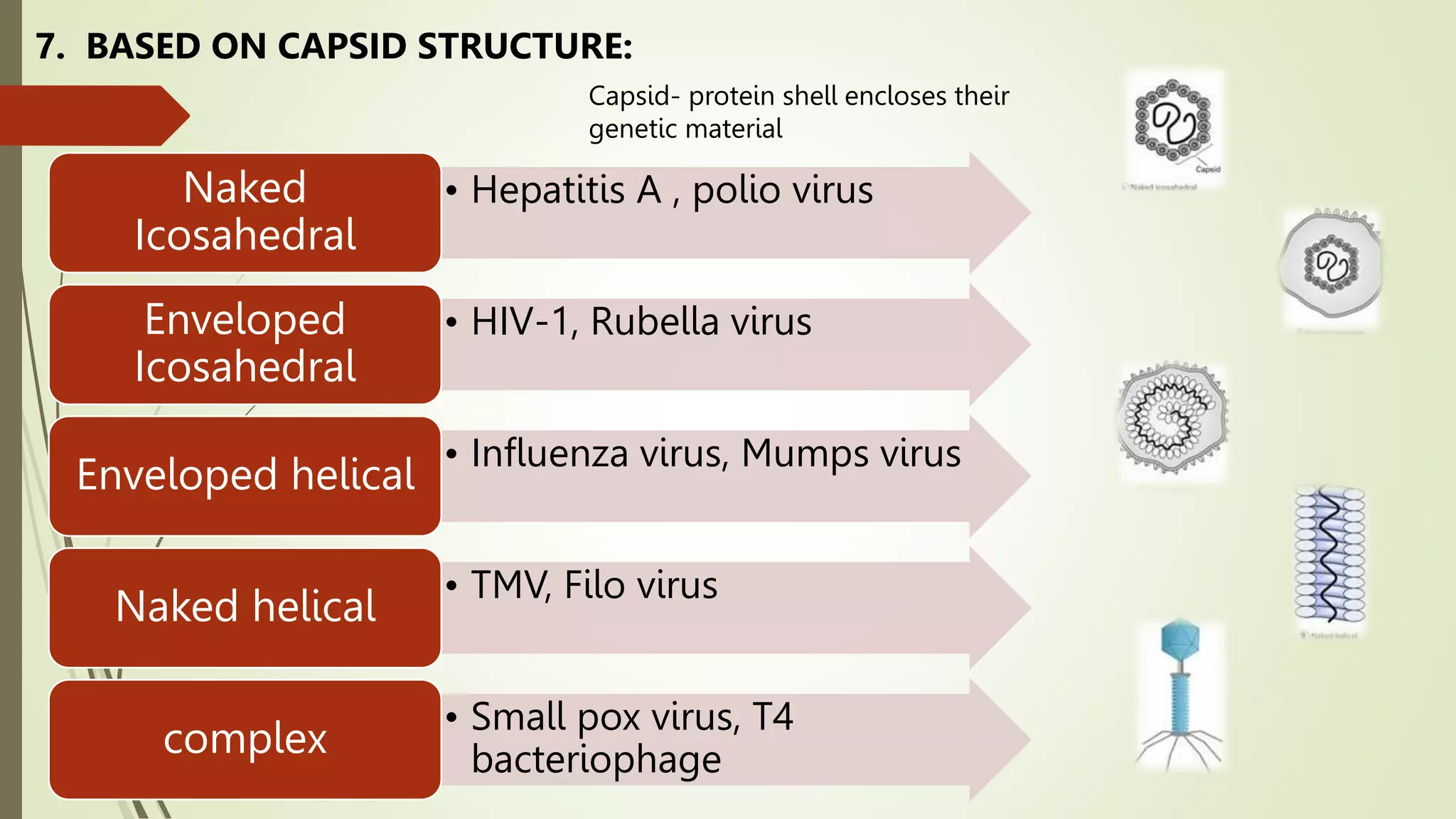 virus classification.pptx