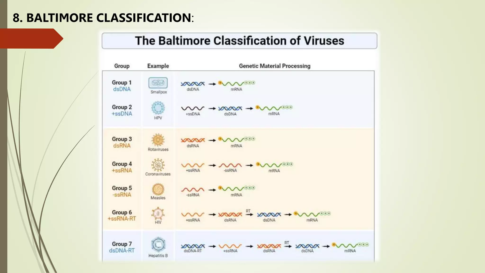 virus classification.pptx