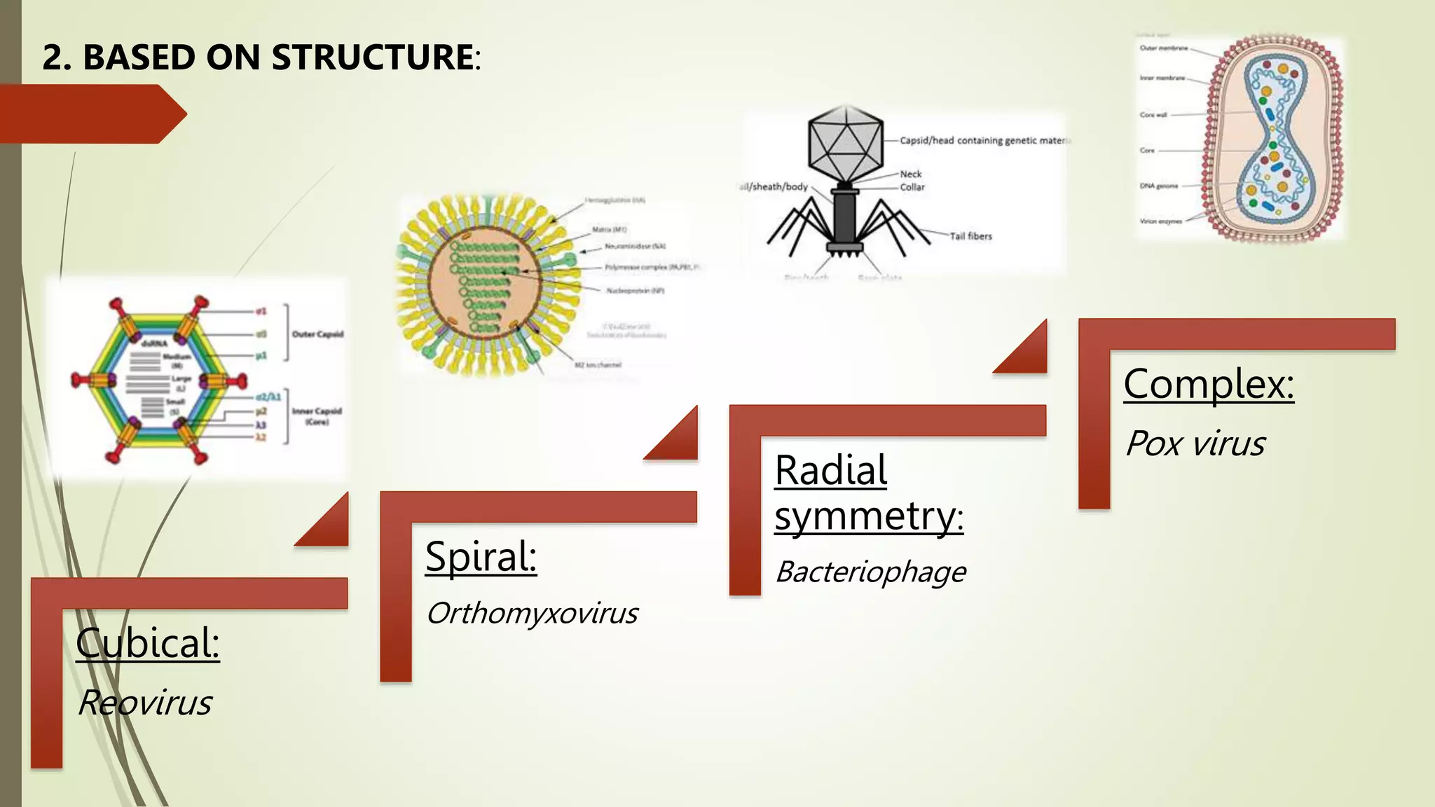 virus classification.pptx