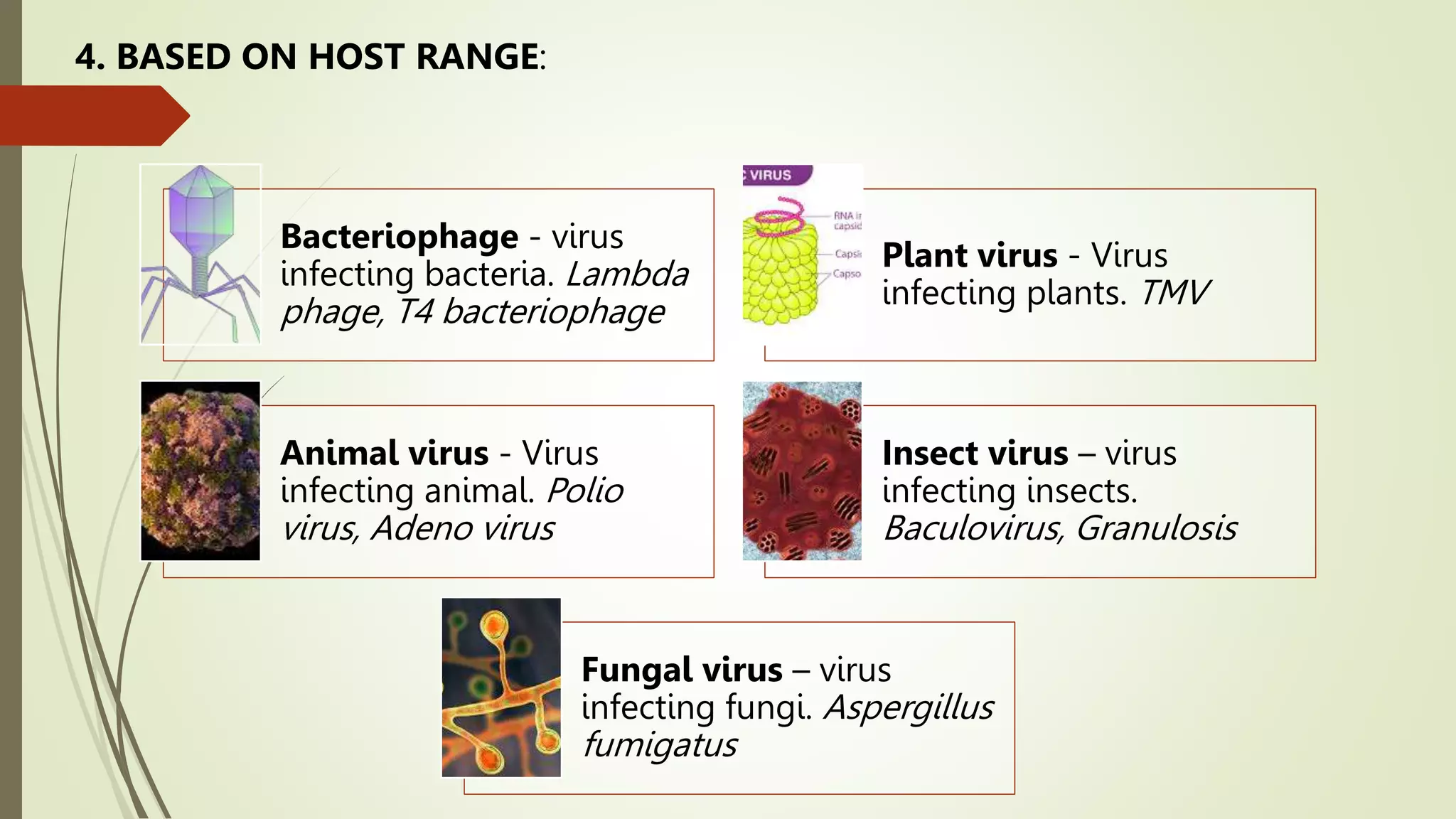 virus classification.pptx